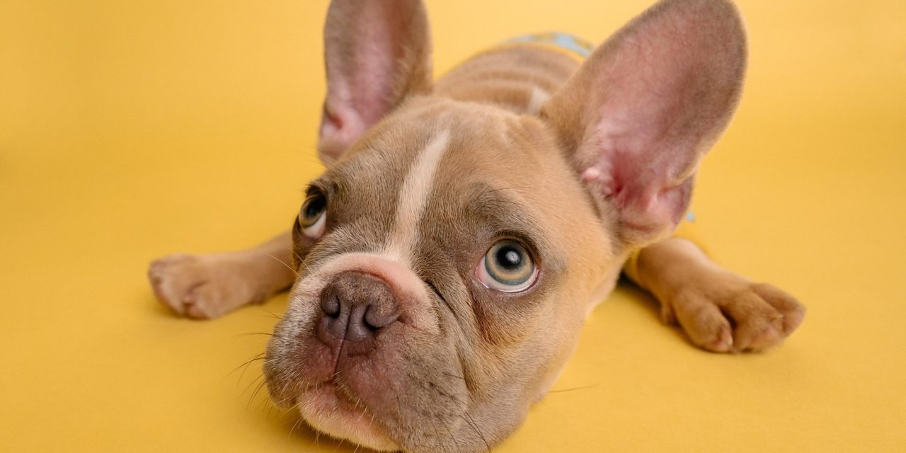 How to Make Random Pet Name Generator in WordPress - Orbisius